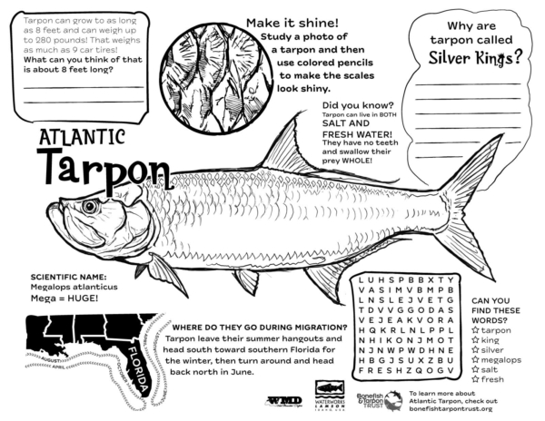 Tarpon Coloring Sheet - West Mountain Drifters